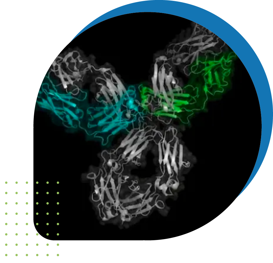 Protein Dynamic Solutions Protein Structure